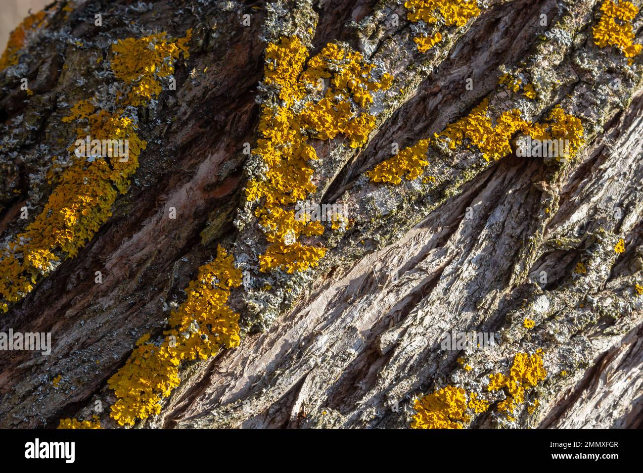 Orange lichen, yellow scale, maritime sunburst lichen or shore lichen ...