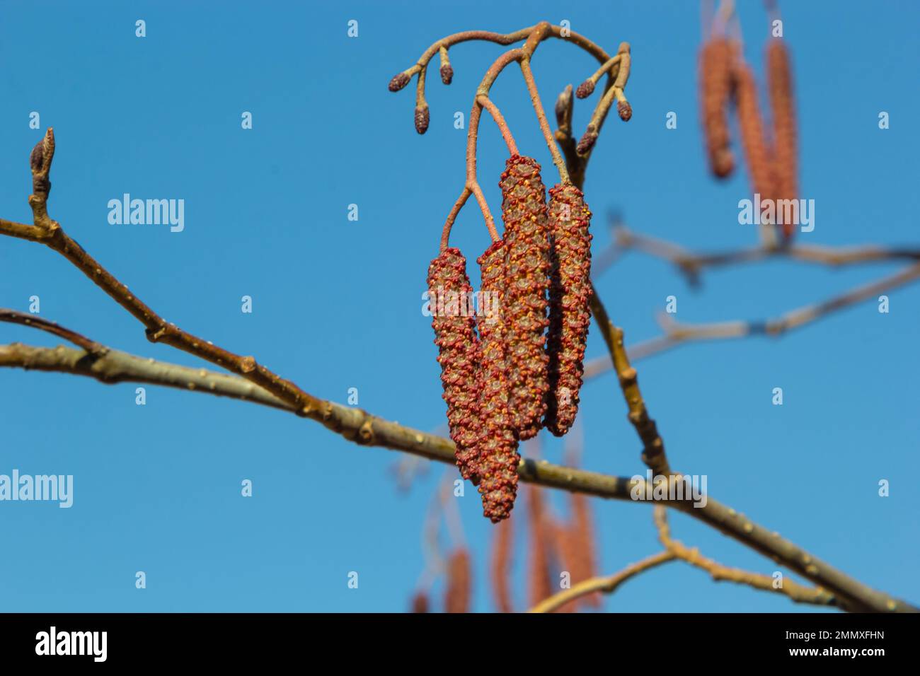 European alder, Alnus glutinosa, tree, close-up of cones and catkins in ...