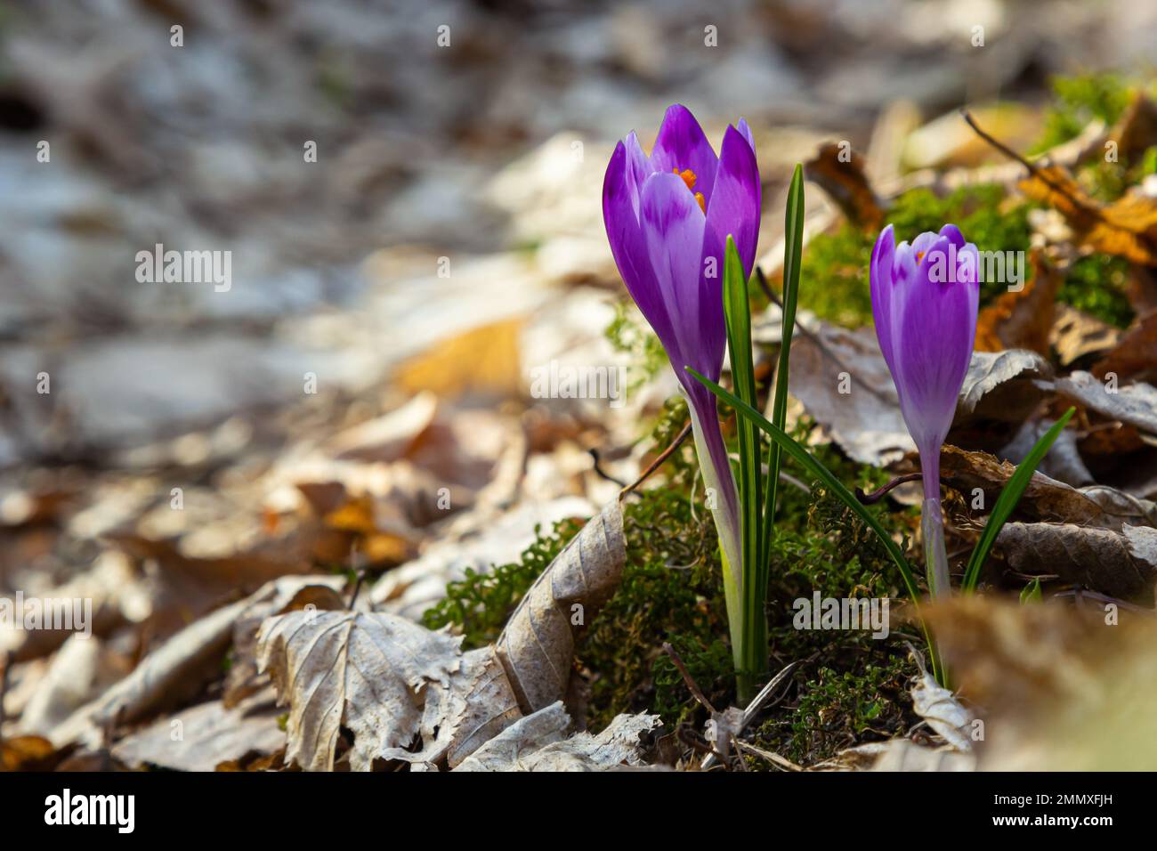 Sunlit purple crocus flowers, Crocus tommasinianus, Barr's purple ...