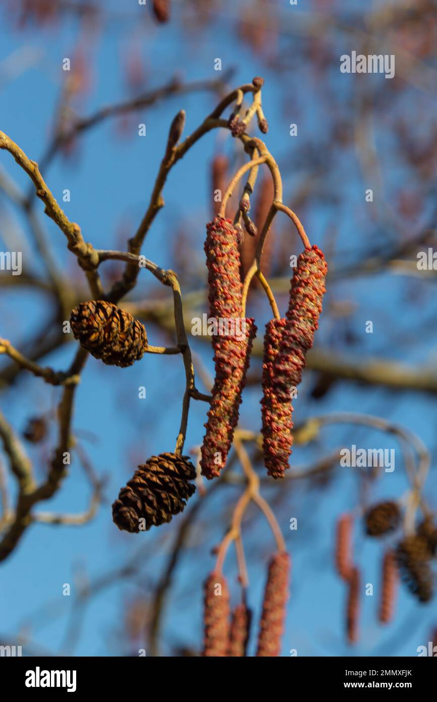 European alder, Alnus glutinosa, branch with mature female catkins ...