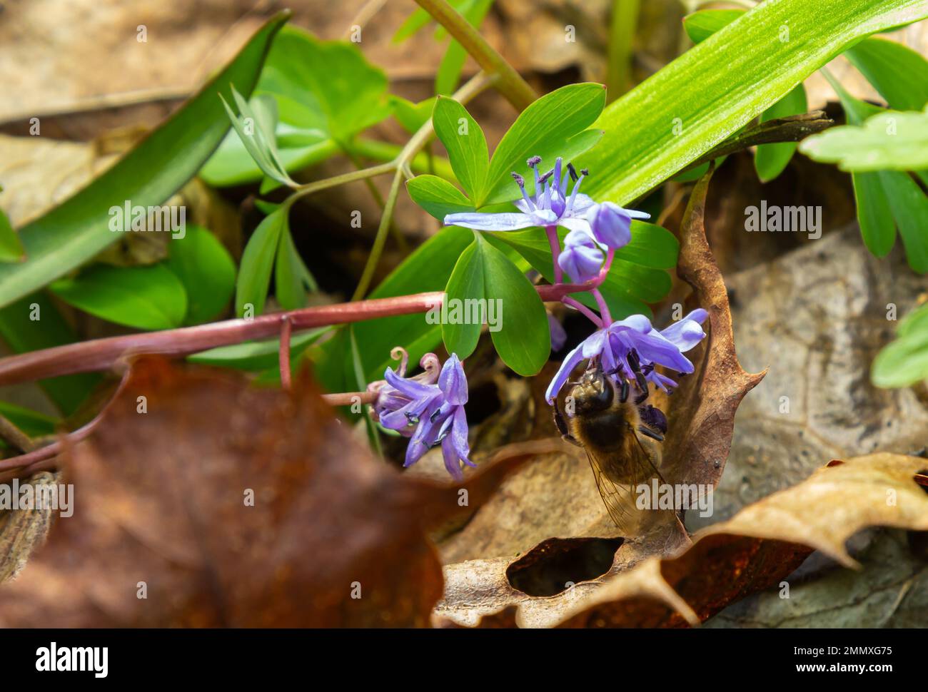 honey bee collects nectar and pollen from the blue slightly wilted ...