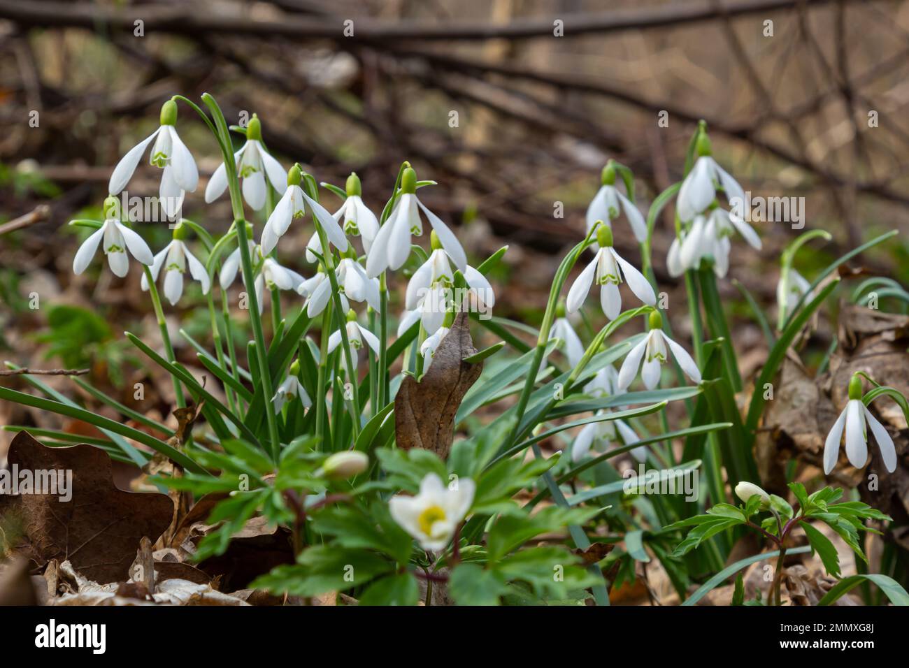 Flowers snowdrops in garden, sunlight. First beautiful snowdrops in ...