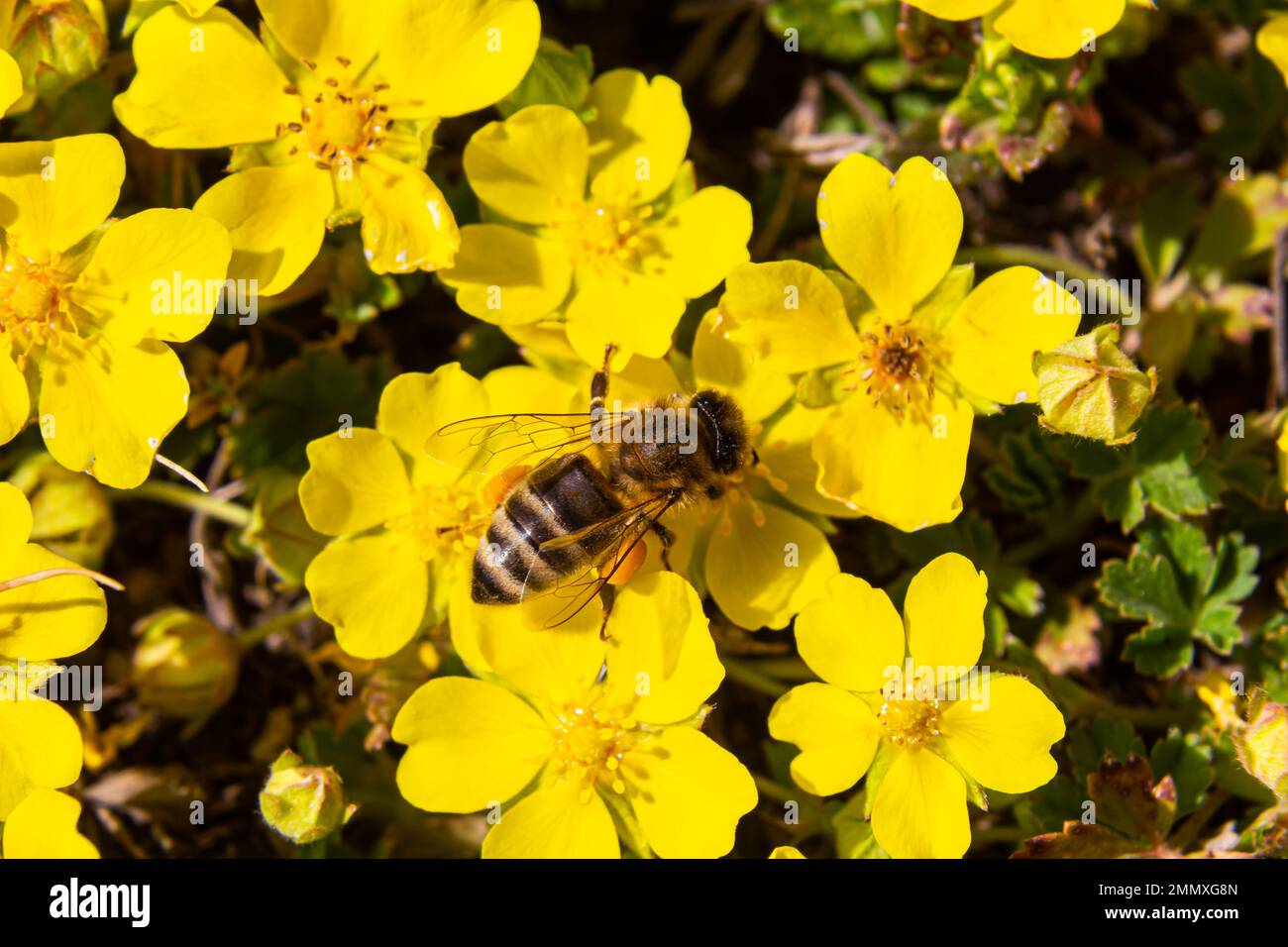 bee collects nectar from Potentilla arenaria, Tormentilla erecta ...