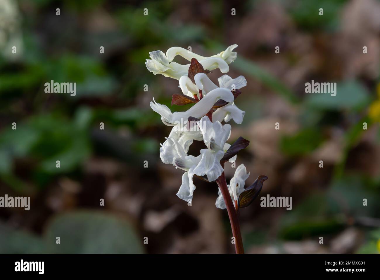 Hollow-root, Corydalis cava, blooming on the forest floor in a park ...