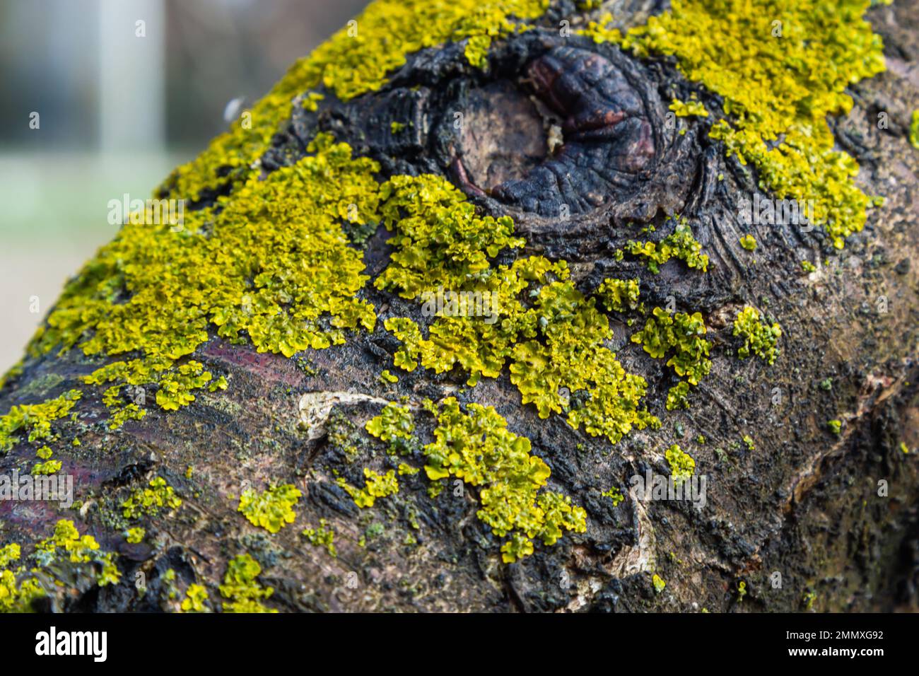Orange lichen, yellow scale, maritime sunburst lichen or shore lichen ...