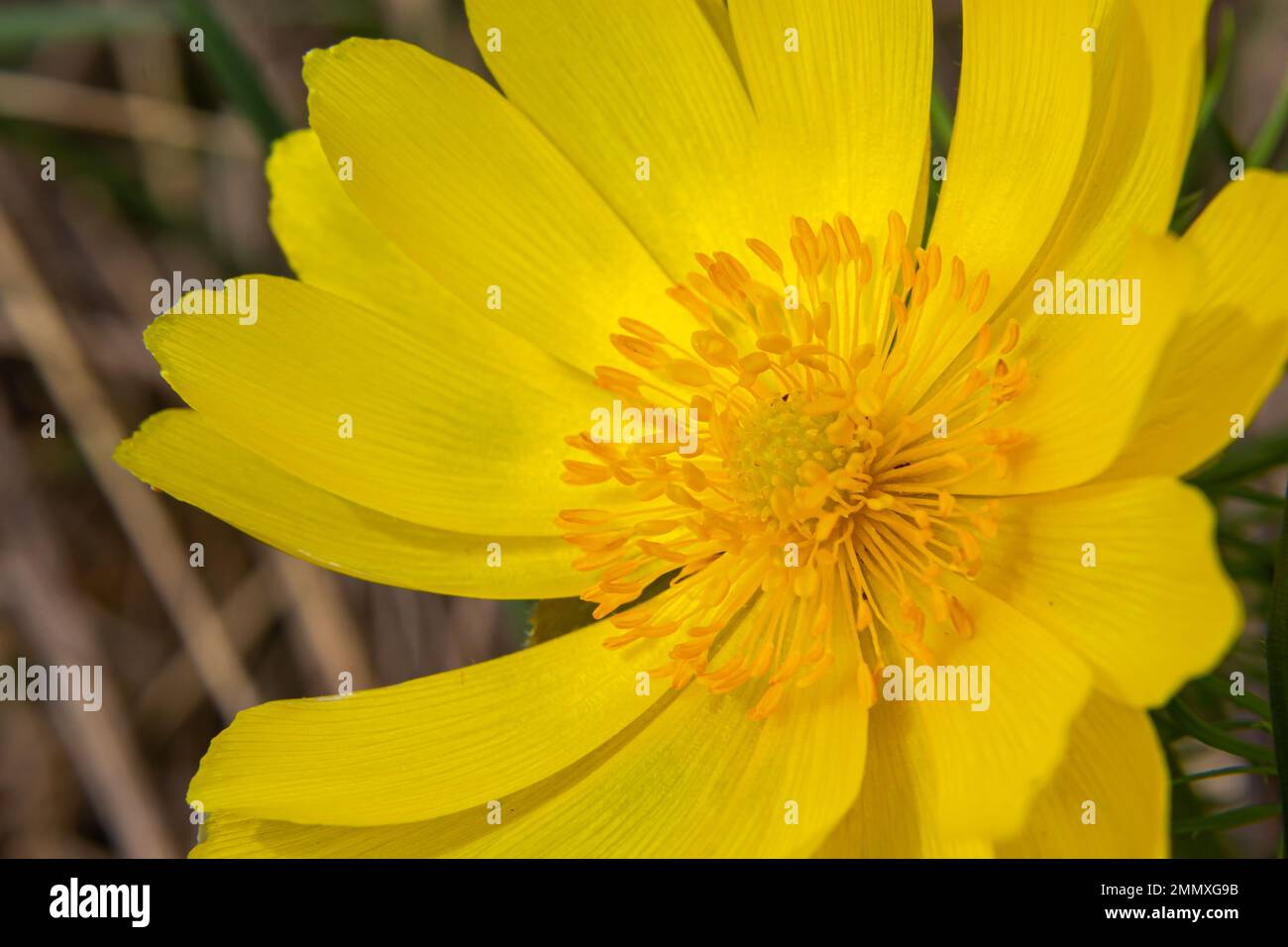 Adonis flowers hi-res stock photography and images - Alamy