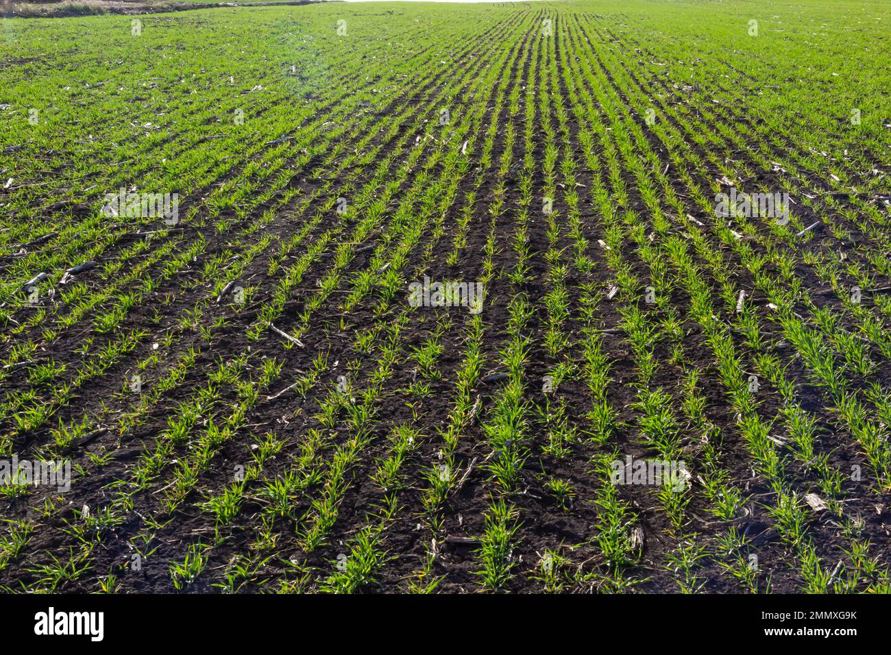 Young wheat seedlings growing in a soil. Agriculture and agronomy theme ...