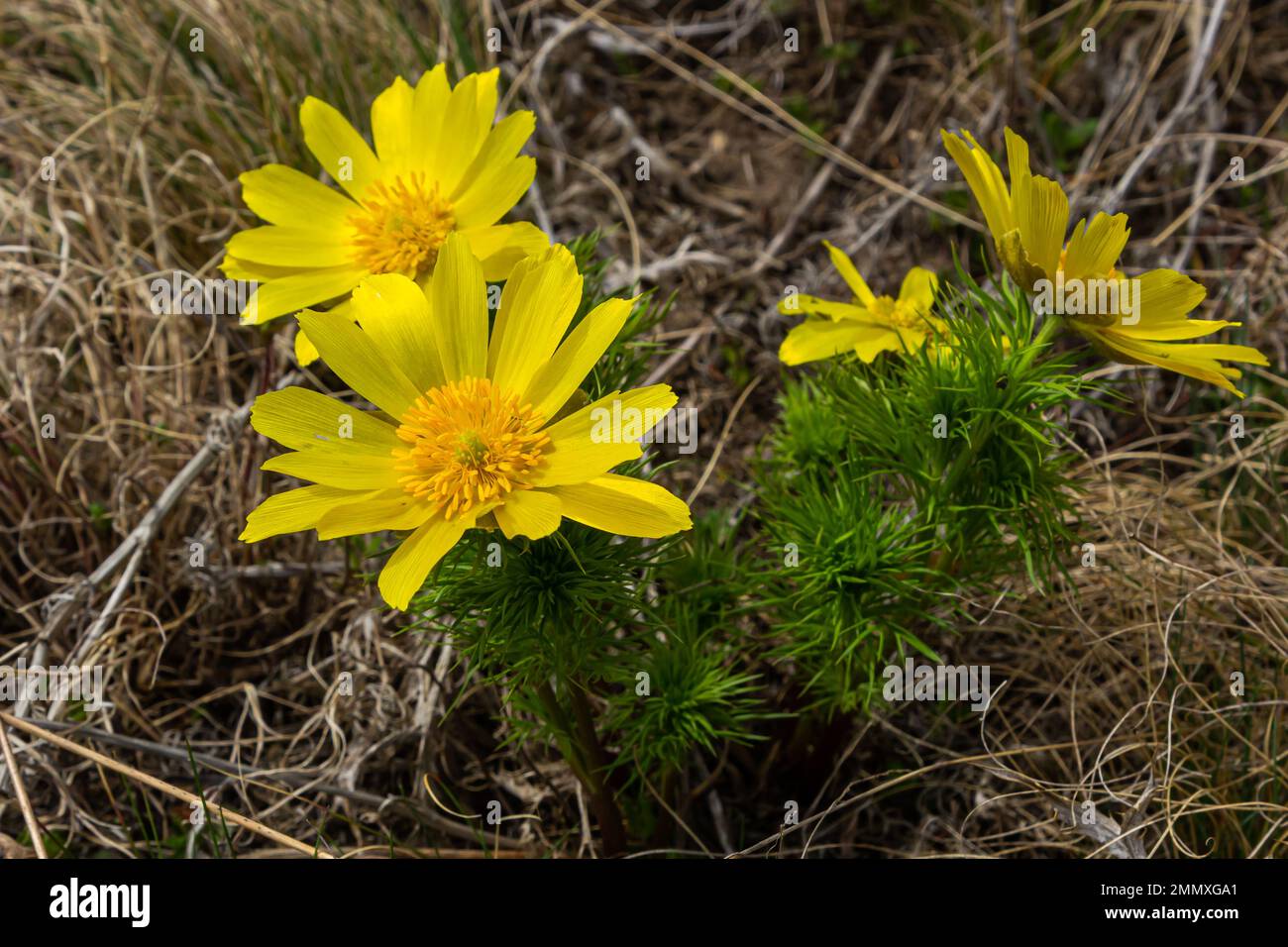 Adonis vernalis is a perennial flowering plant in sping garden. Adonis vernalis is a medicinal ...