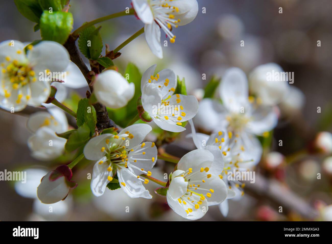 Spring blossoms of Spreading Plum tree, Prunus divaricata, white ...