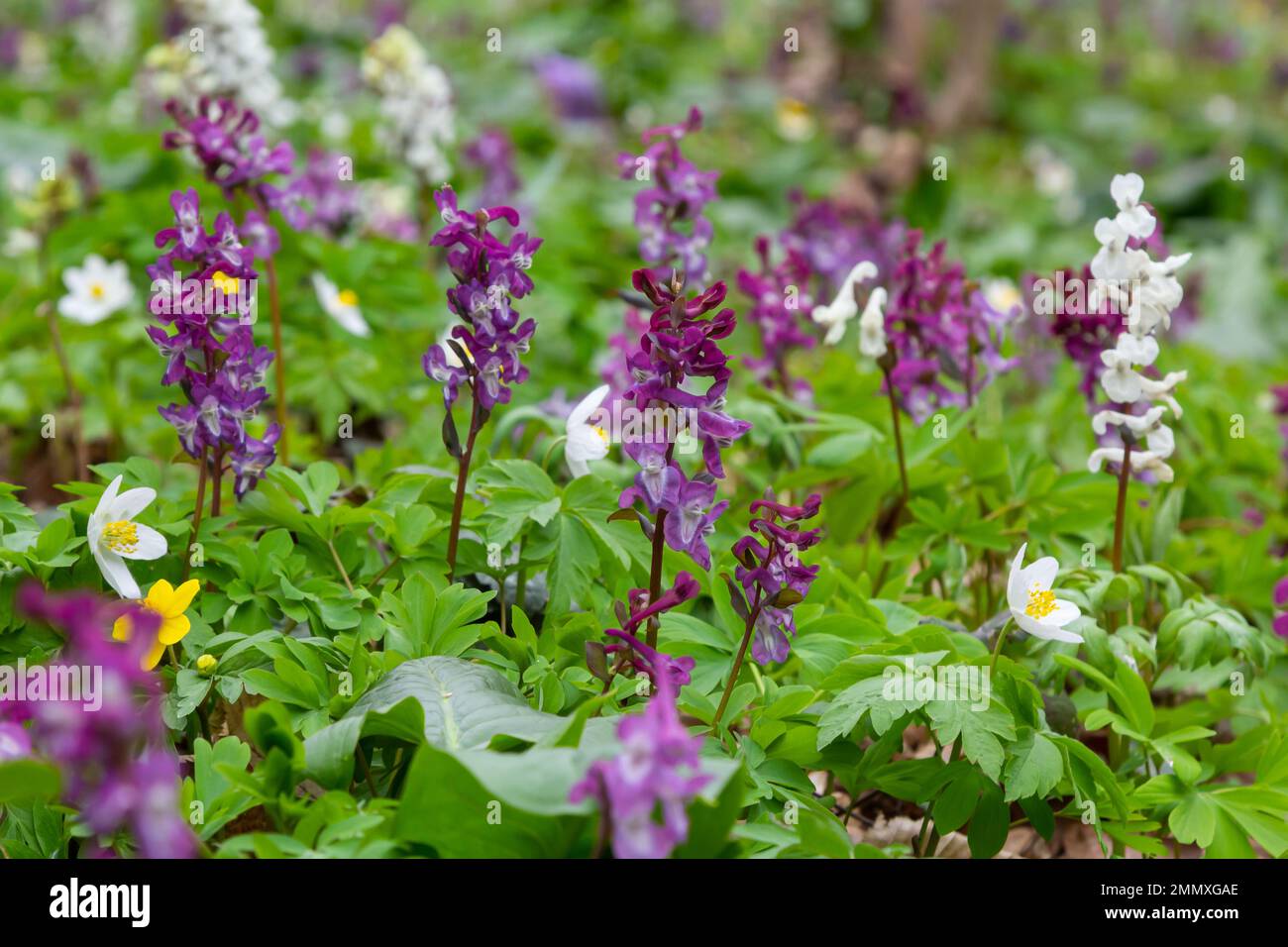 Hollow root corydalis cava blooming hi-res stock photography and images ...