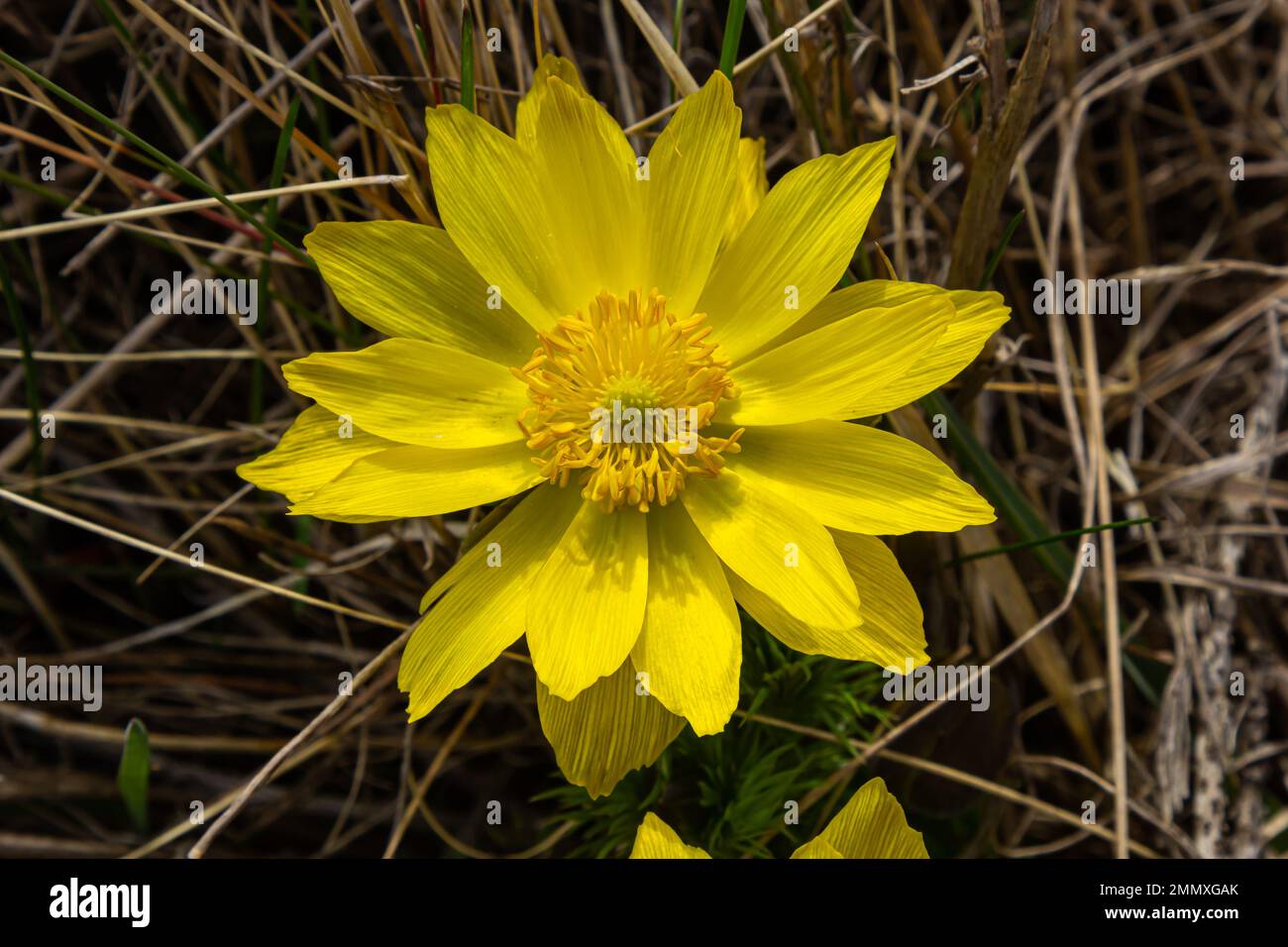 Yellow forest flowers Adonis vernalis, pheasant's eye, spring pheasant ...