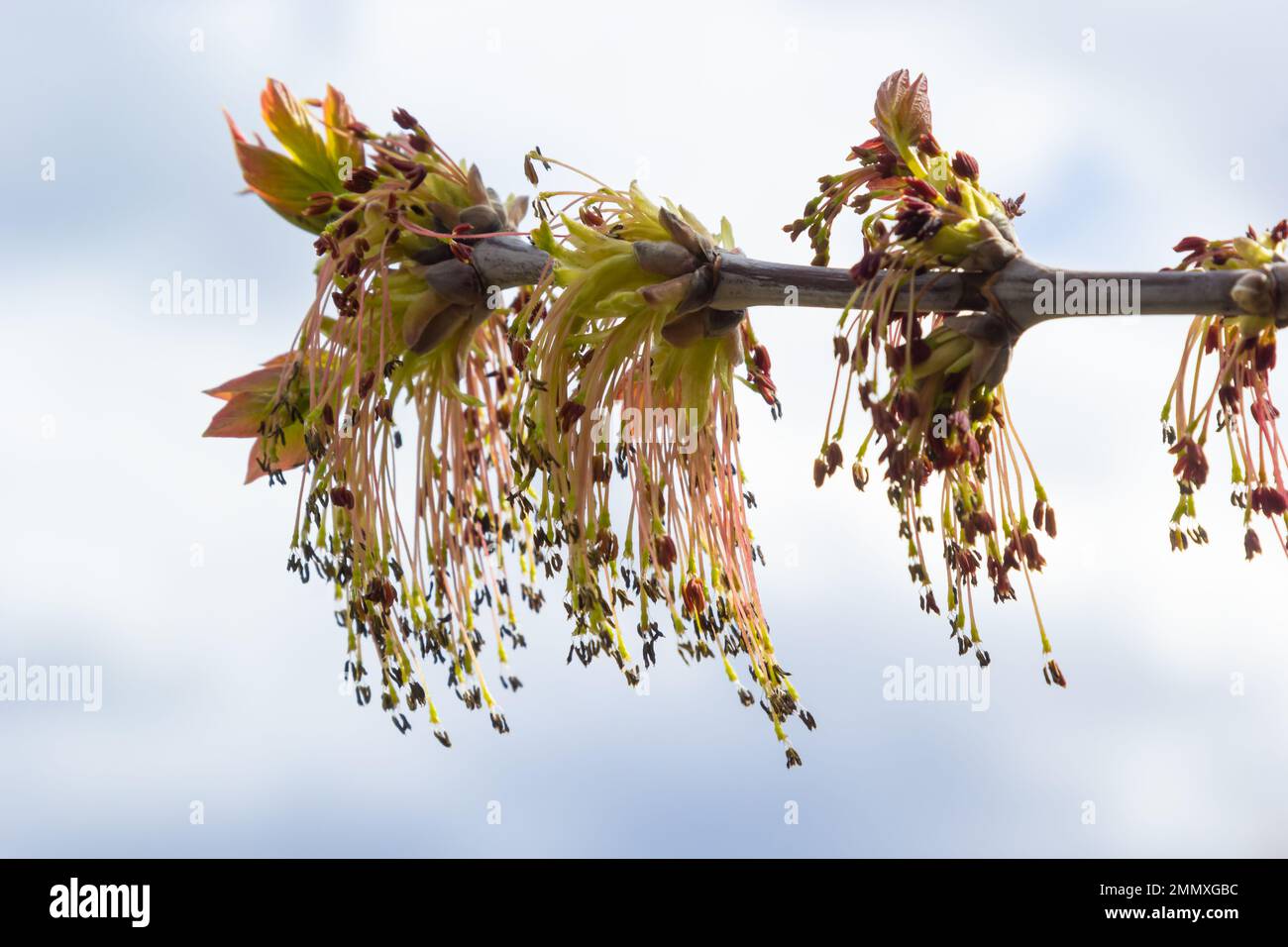 Young Maple leaves in spring,common name as Acer is a genus of trees ...