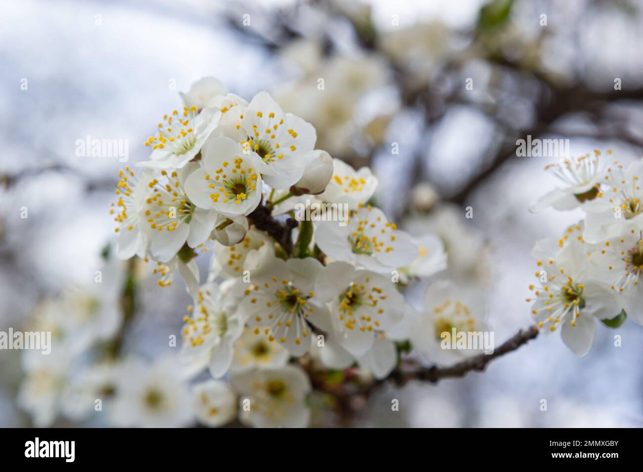 Prunus Cerasifera Blooming white plum tree. White flowers of Prunus ...