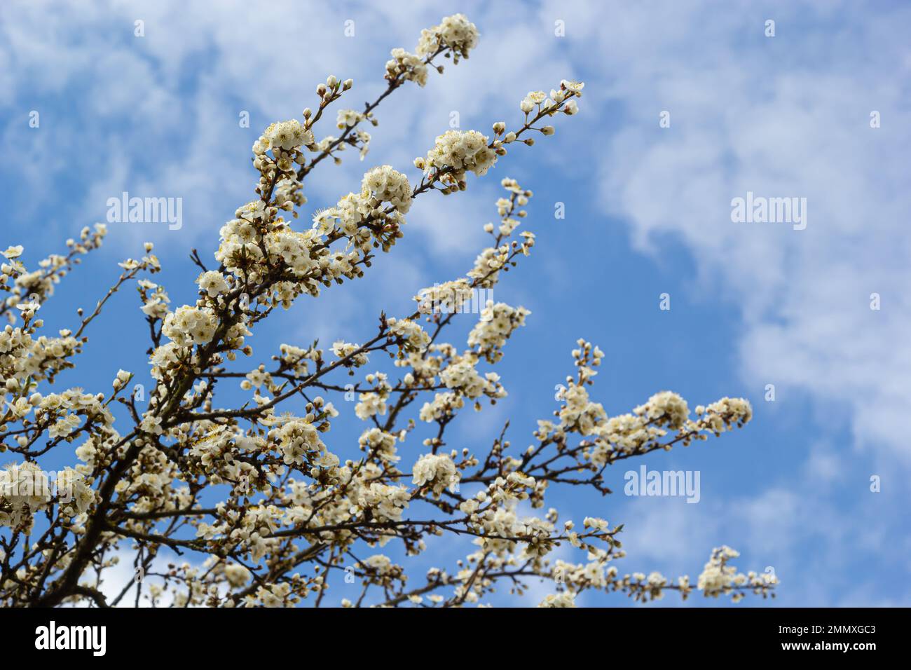 Prunus Cerasifera Blooming white plum tree. White flowers of Prunus ...