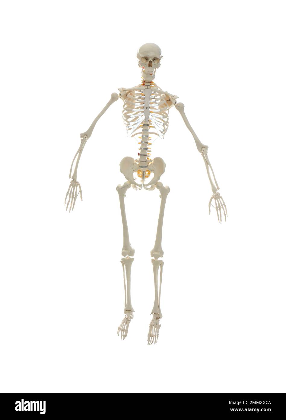 Artificial human skeleton model isolated on white Stock Photo - Alamy
