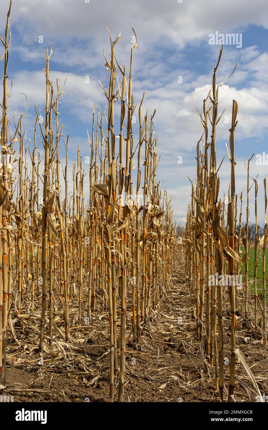 stubble and waste stems of sweet corn after harvesting cereal in autumn ...