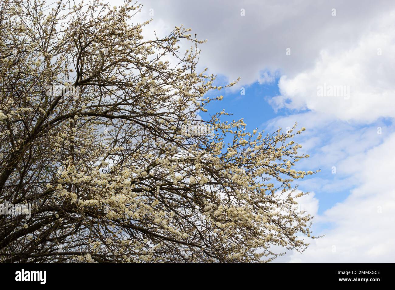 Prunus Cerasifera Blooming white plum tree. White flowers of Prunus ...