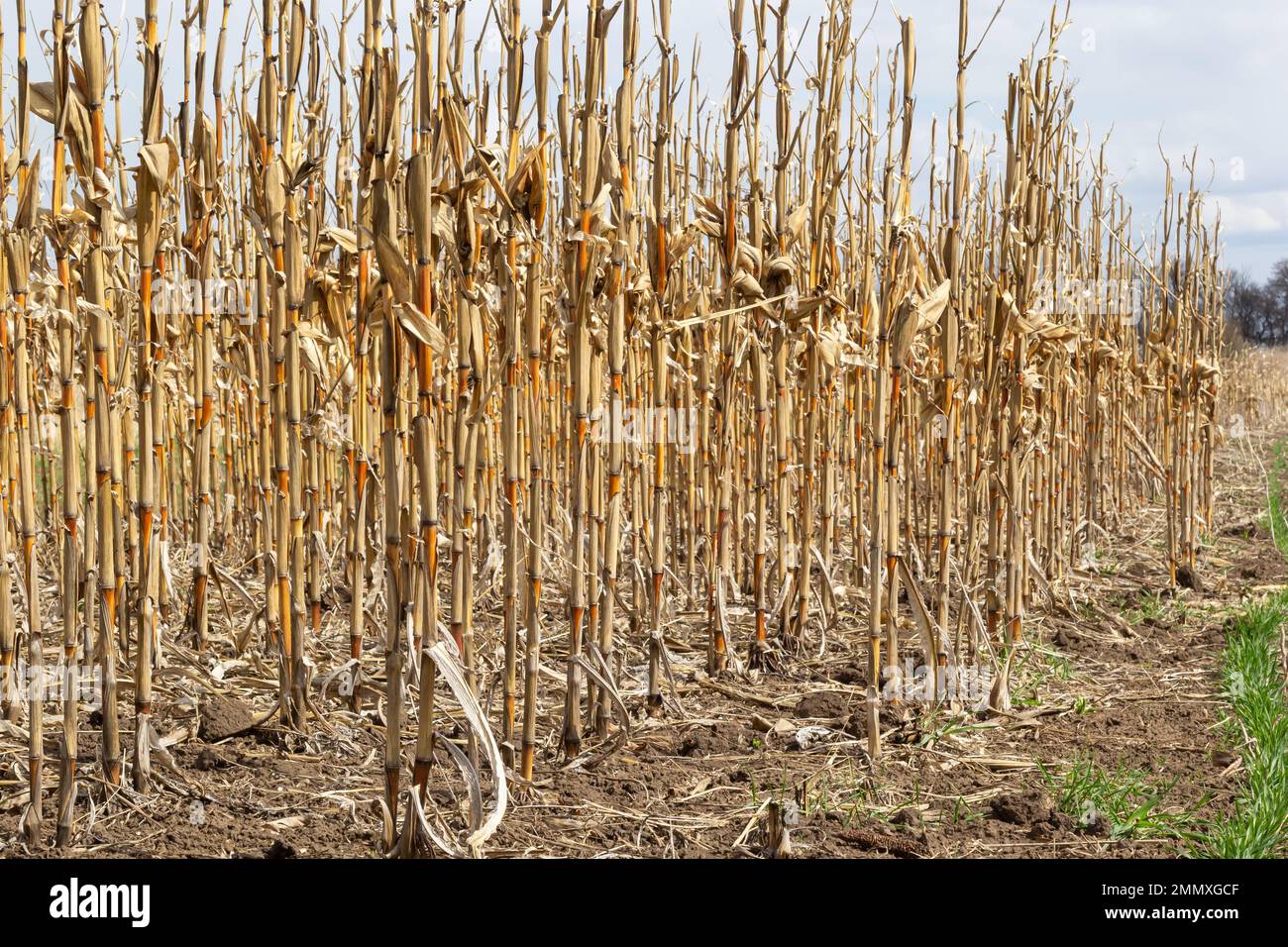 stubble and waste stems of sweet corn after harvesting cereal in autumn ...