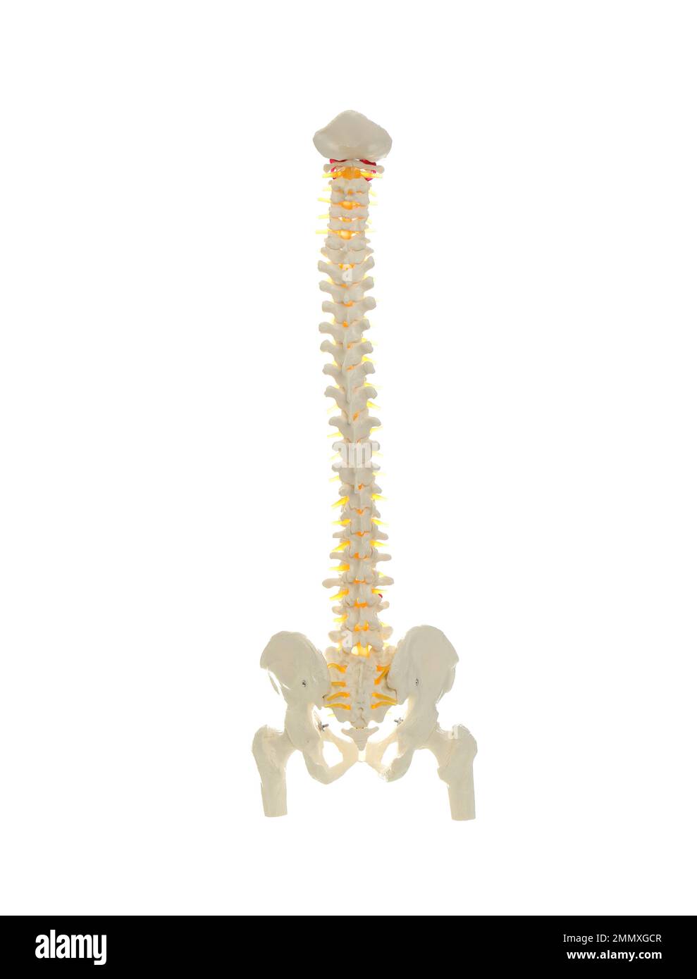 Artificial human spine model isolated on white Stock Photo - Alamy