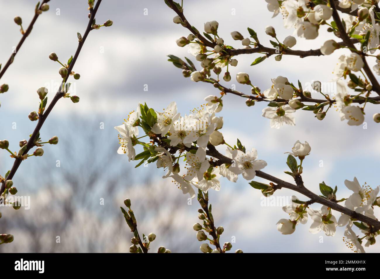 Prunus Cerasifera Blooming white plum tree. White flowers of Prunus ...