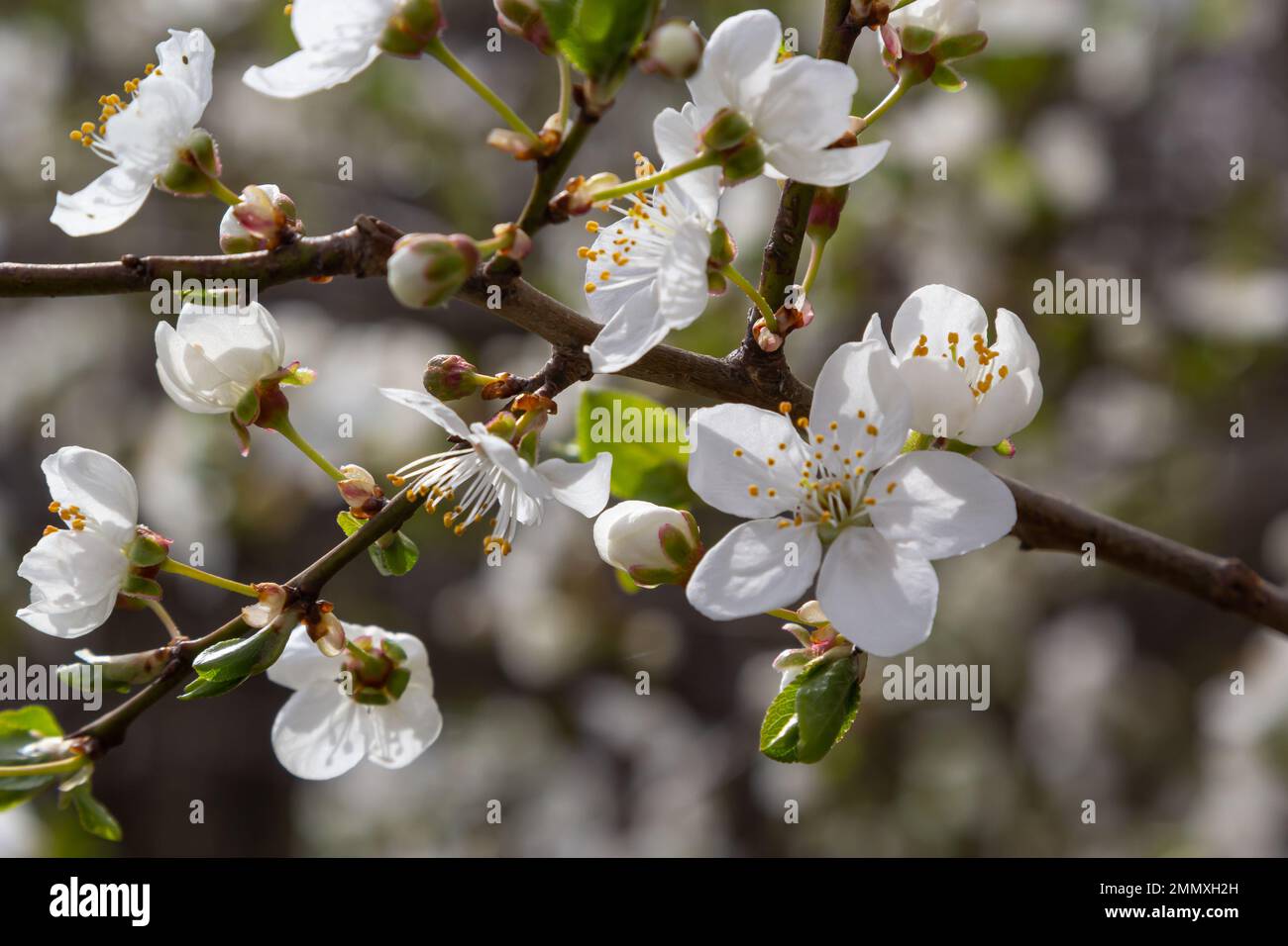 Prunus Cerasifera Blooming white plum tree. White flowers of Prunus ...