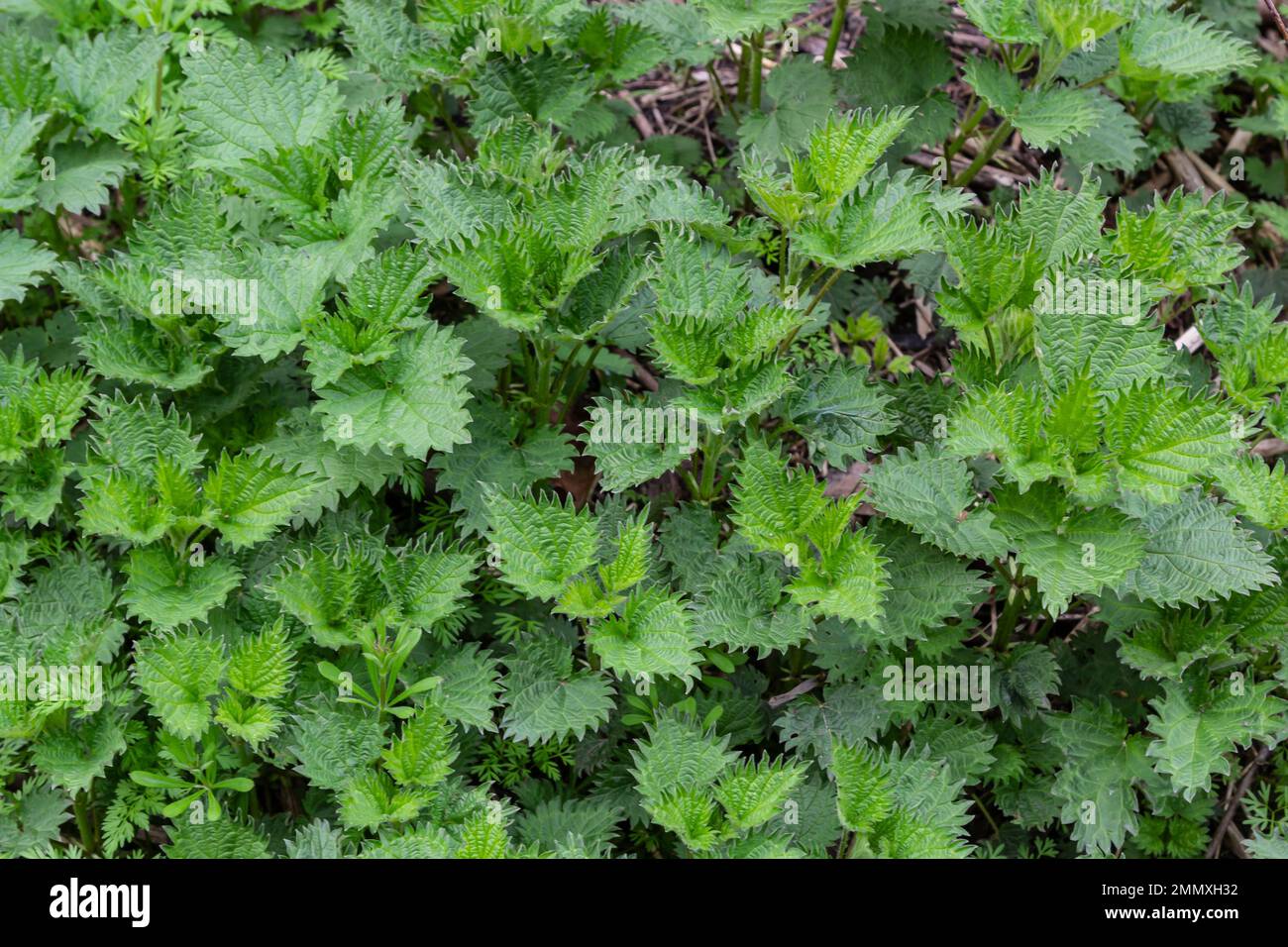 Bush of stinging-nettles. Nettle leaves. Top view. Botanical pattern ...