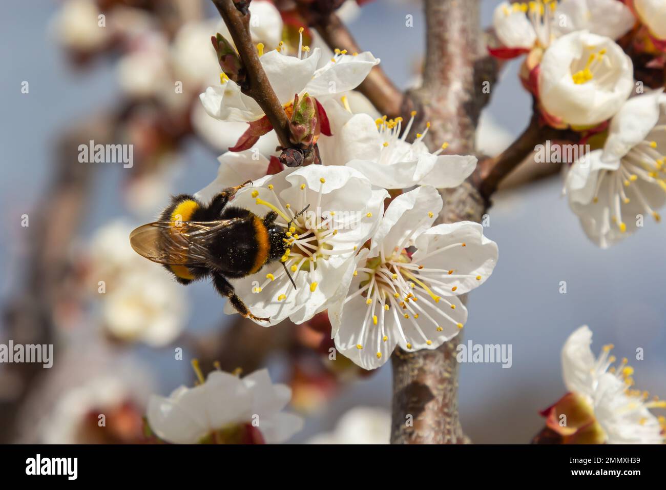 Cute little bumblebee collecting pollen from white apricot blossoms in ...