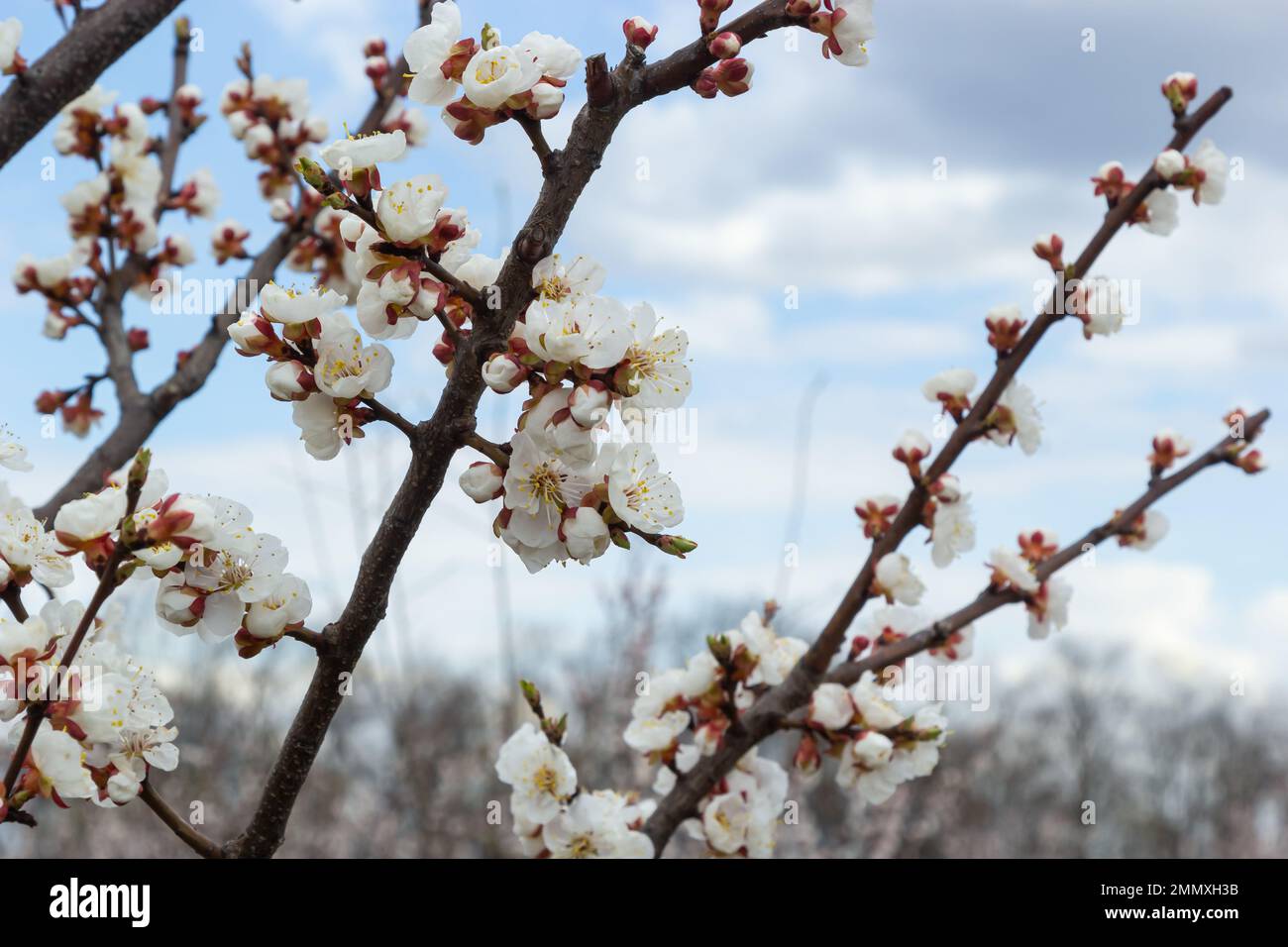 Bloom flower apricot tree. Apricot tree flowers with soft focus. Spring ...