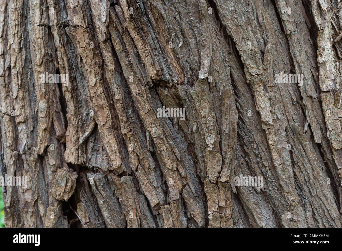 close up of the old bark texture pattern in the forest Vintage ...