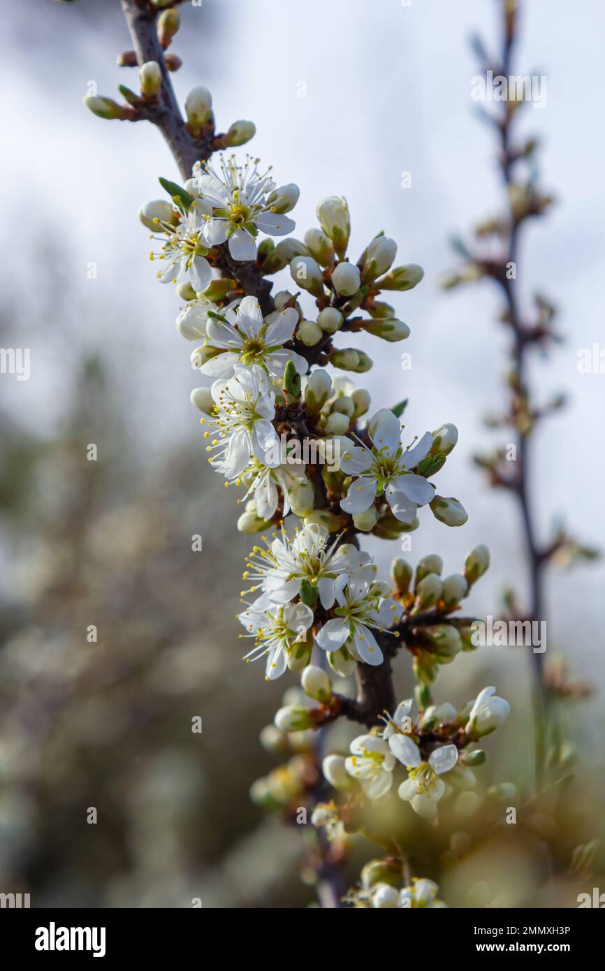 Prunus spinosa, called blackthorn or sloe, is a species of flowering ...