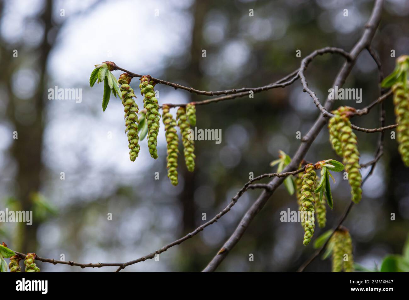 Hornbeam garden hi-res stock photography and images - Alamy