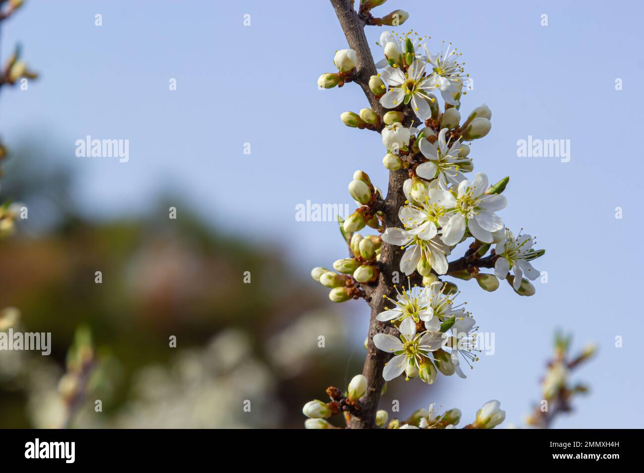 Detail of blackthorn flowers hi-res stock photography and images - Alamy