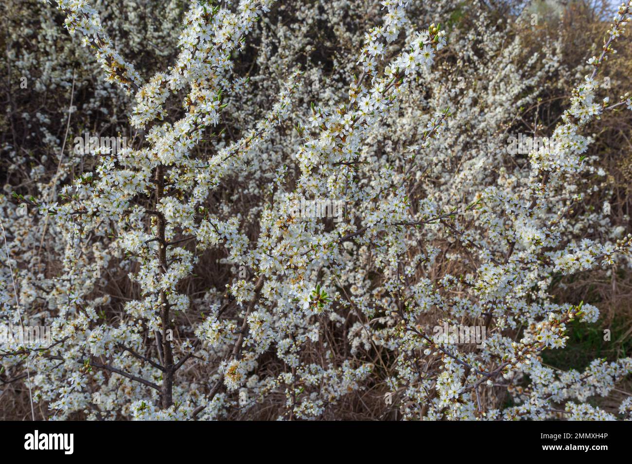 Prunus spinosa, called blackthorn or sloe, is a species of flowering ...