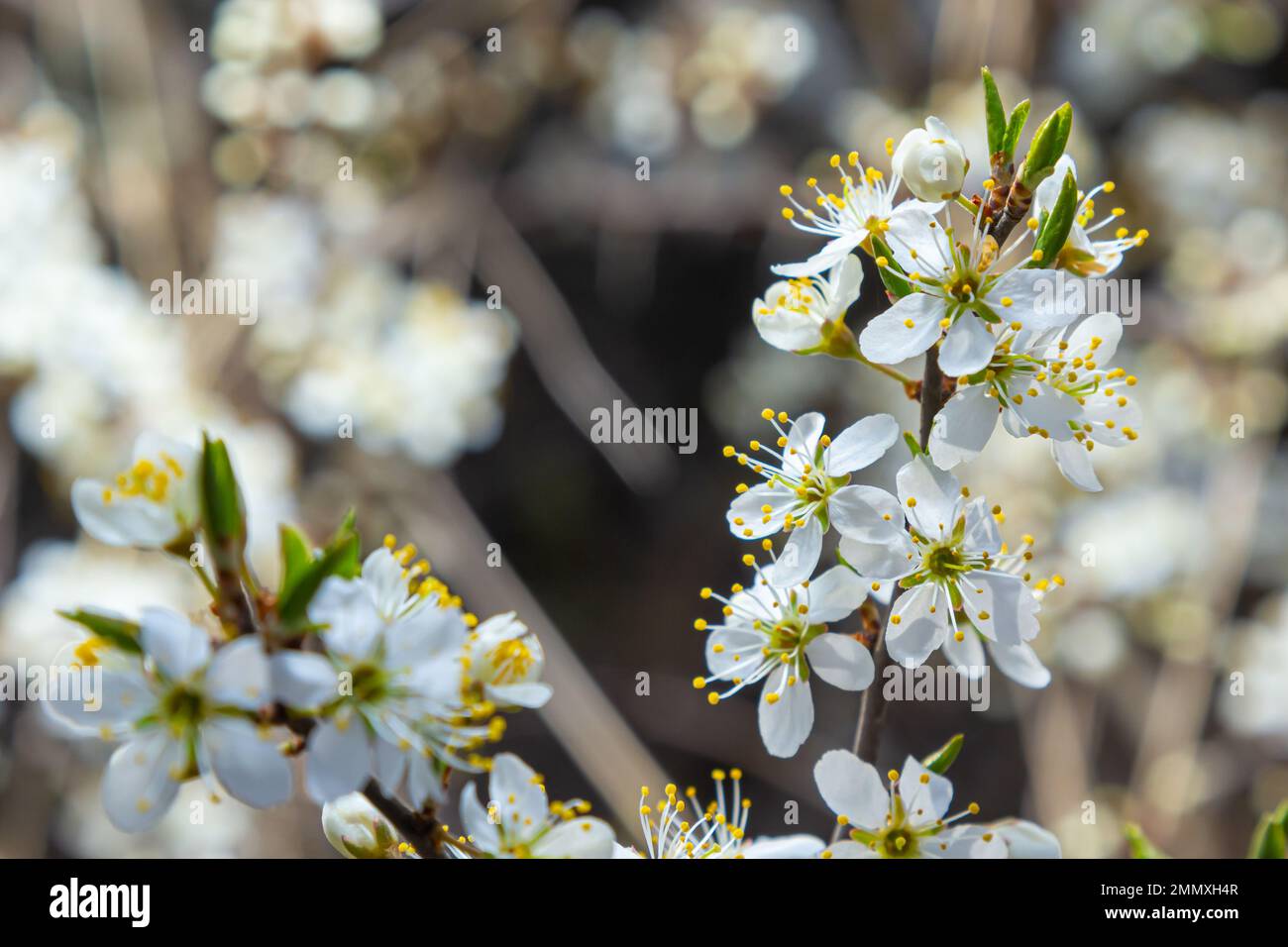 Prunus spinosa, called blackthorn or sloe, is a species of flowering ...