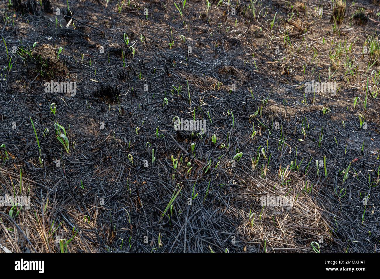 Ash trees border field hi-res stock photography and images - Alamy