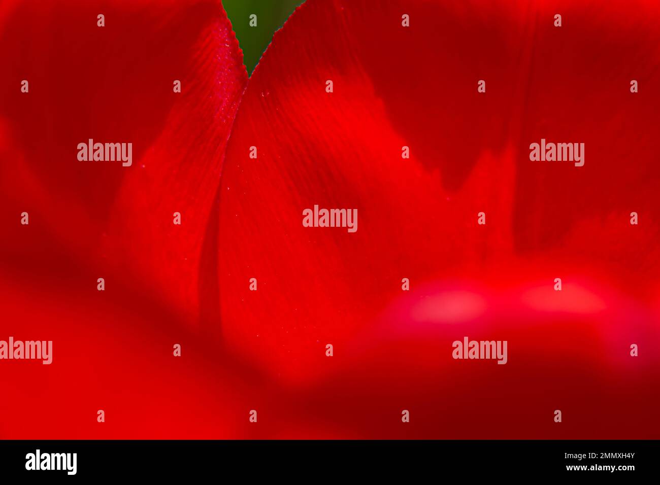 Red blooming tulip close-up. Wet wide red tulip petals with a black core and shiny water drops ...