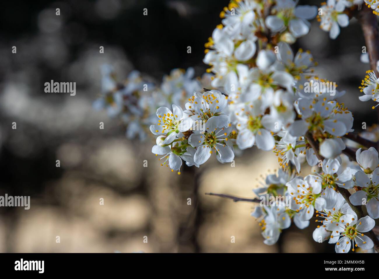 Prunus spinosa, called blackthorn or sloe, is a species of flowering ...