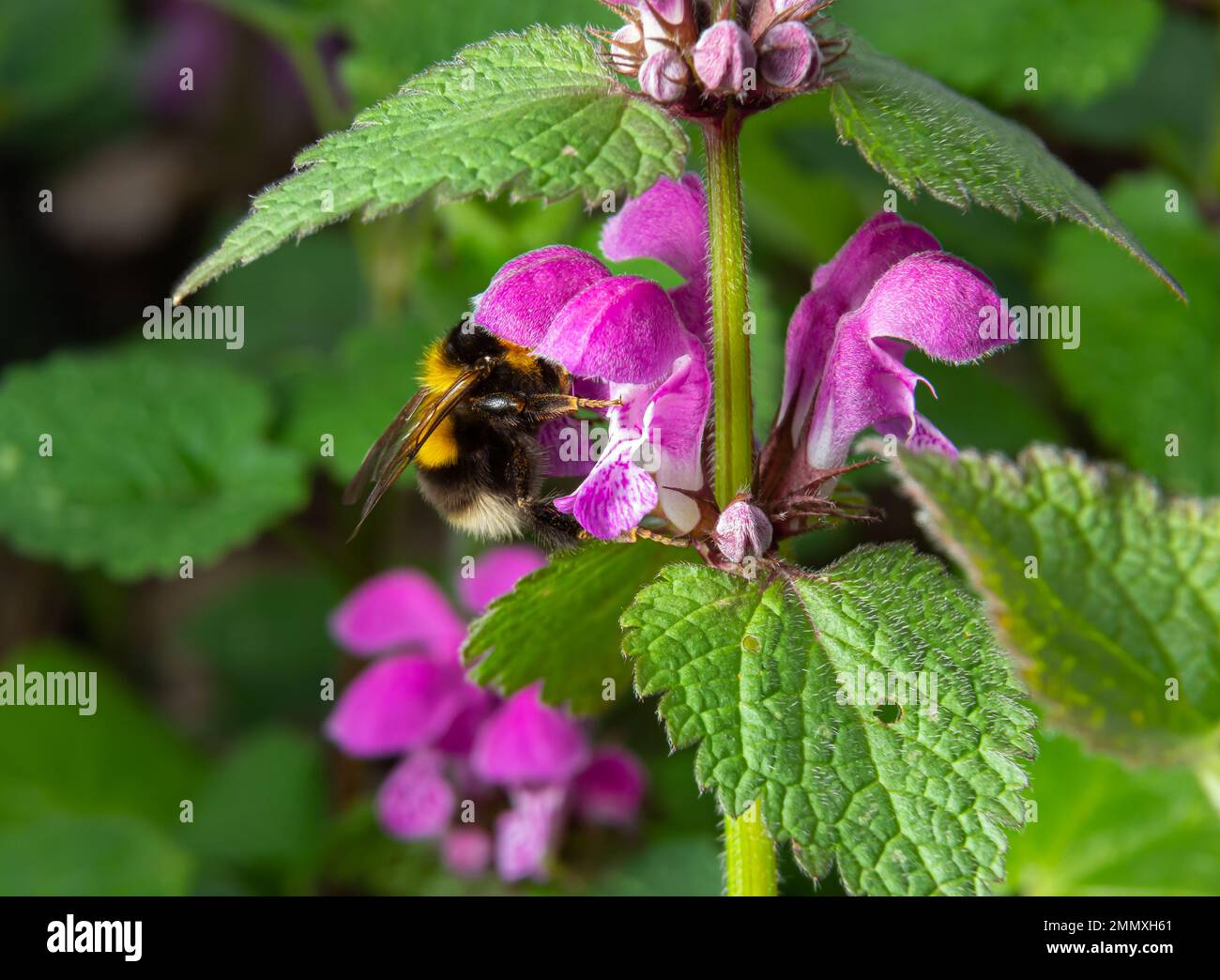 Large fluffy bumblebee closeup. Background with a bumblebee pollinating ...