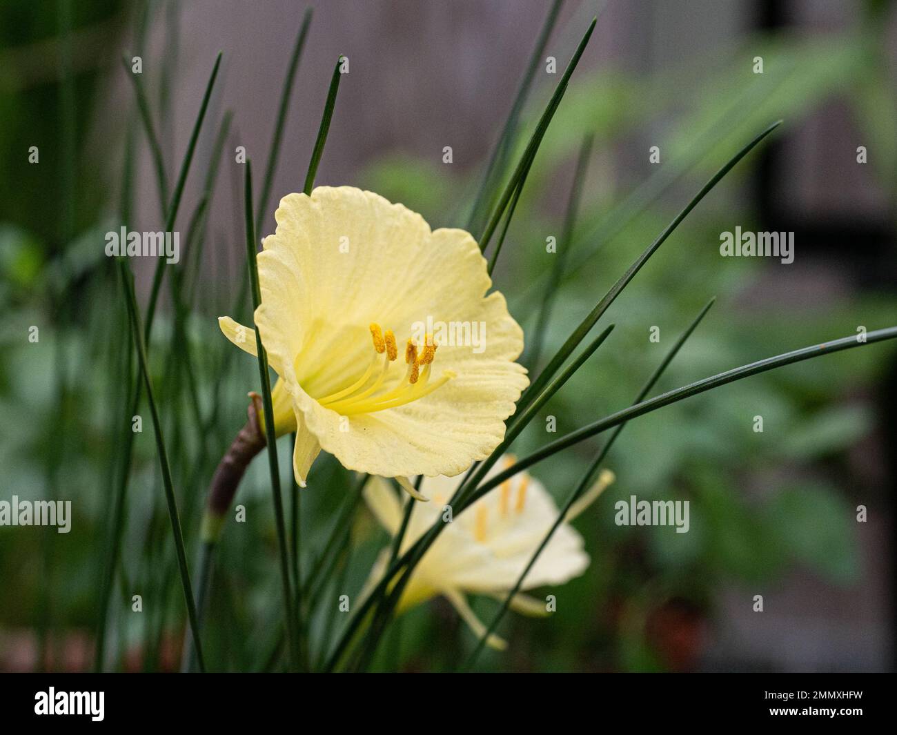 A close up of the primrose yellow trumpet shaped flower of the ...