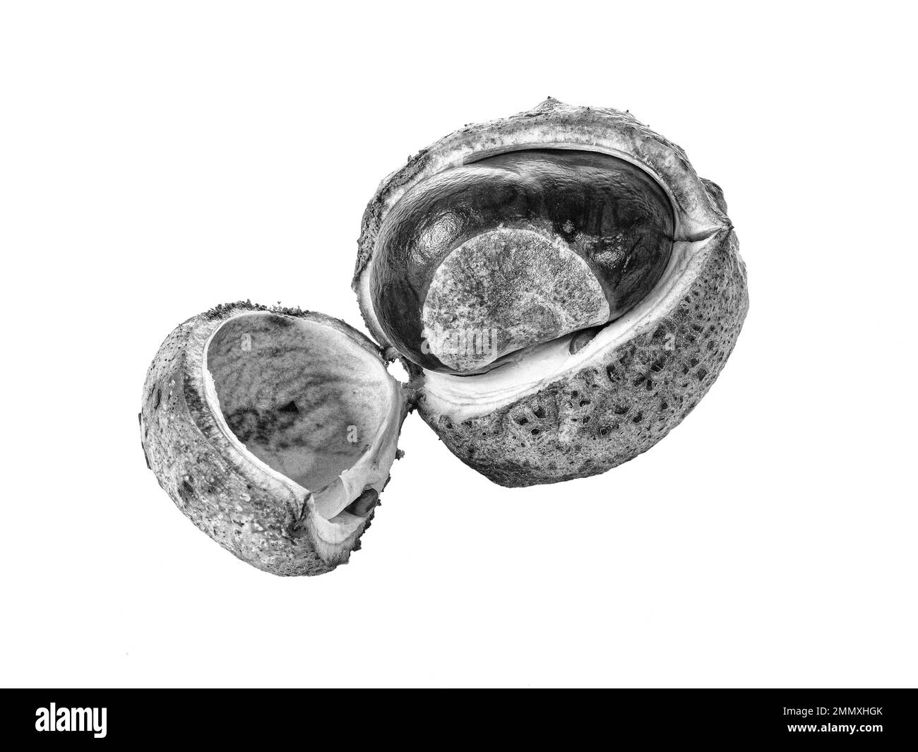 Conker horse chestnut against hi-res stock photography and images - Alamy