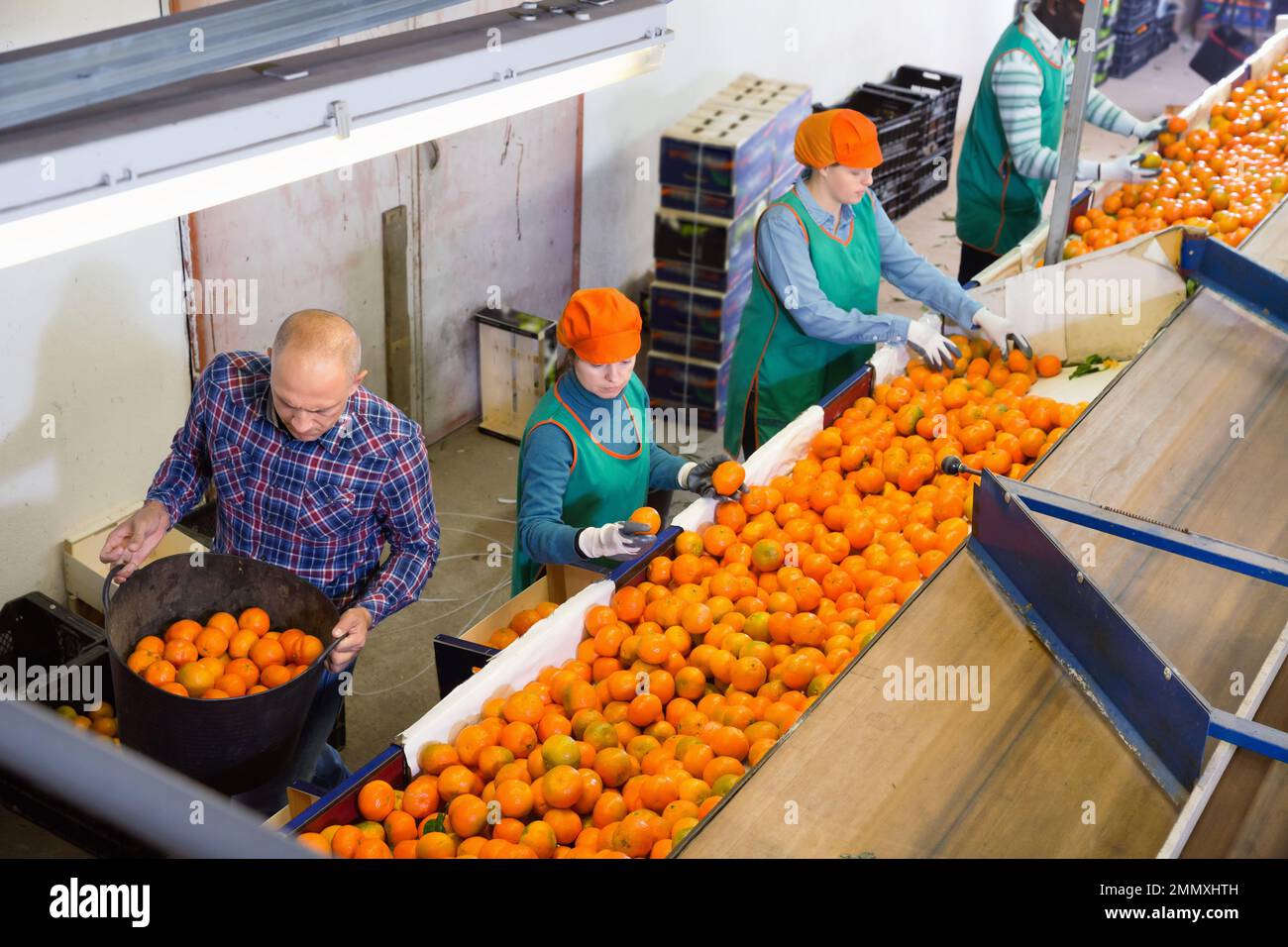 High angle view of group of people working on citrus sorting line at ...