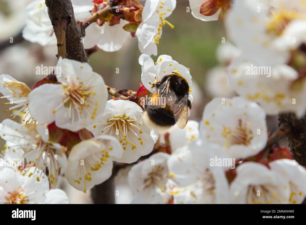 Cute little bumblebee collecting pollen from white apricot blossoms in ...