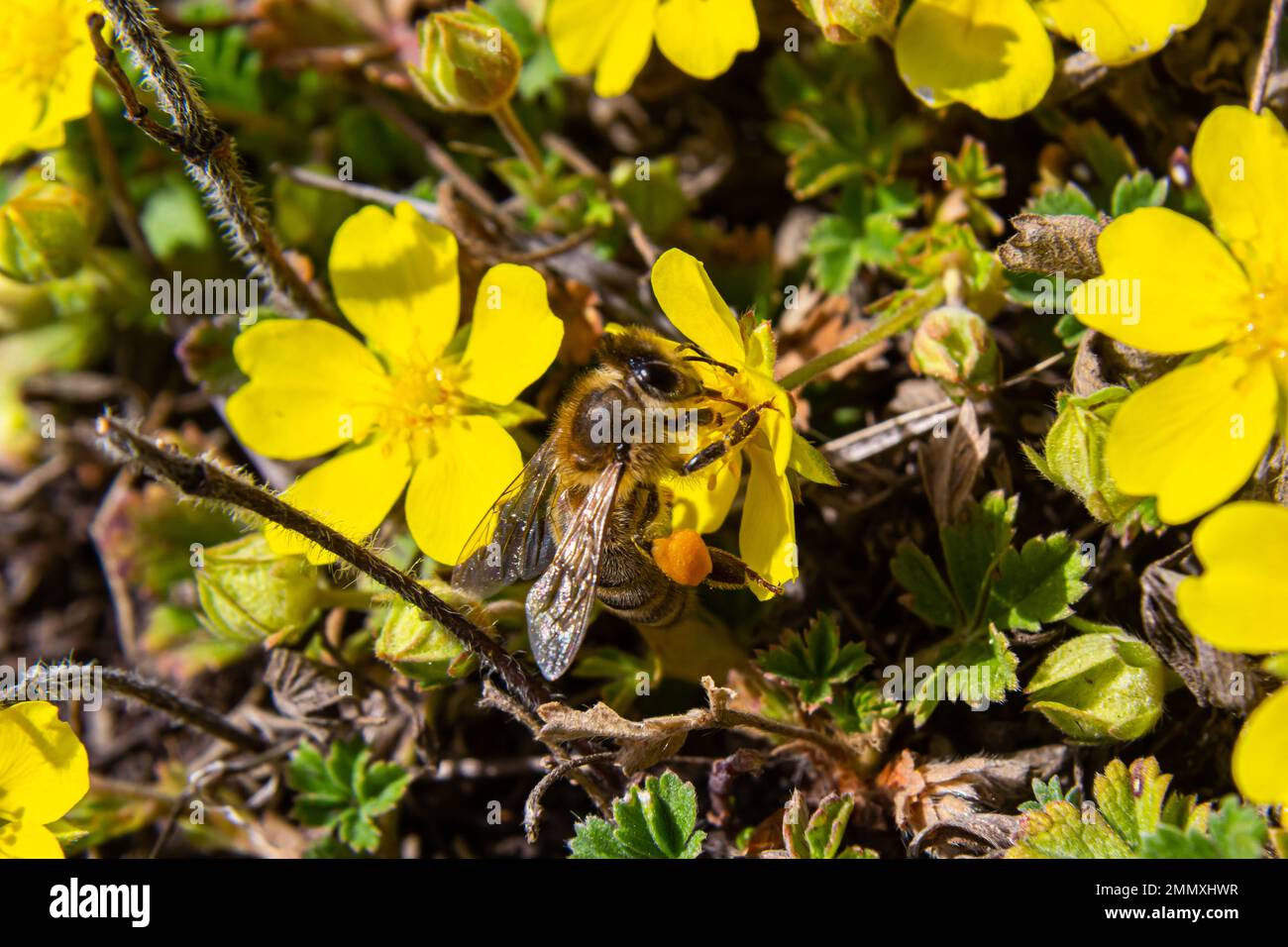 bee collects nectar from Potentilla arenaria, Tormentilla erecta ...