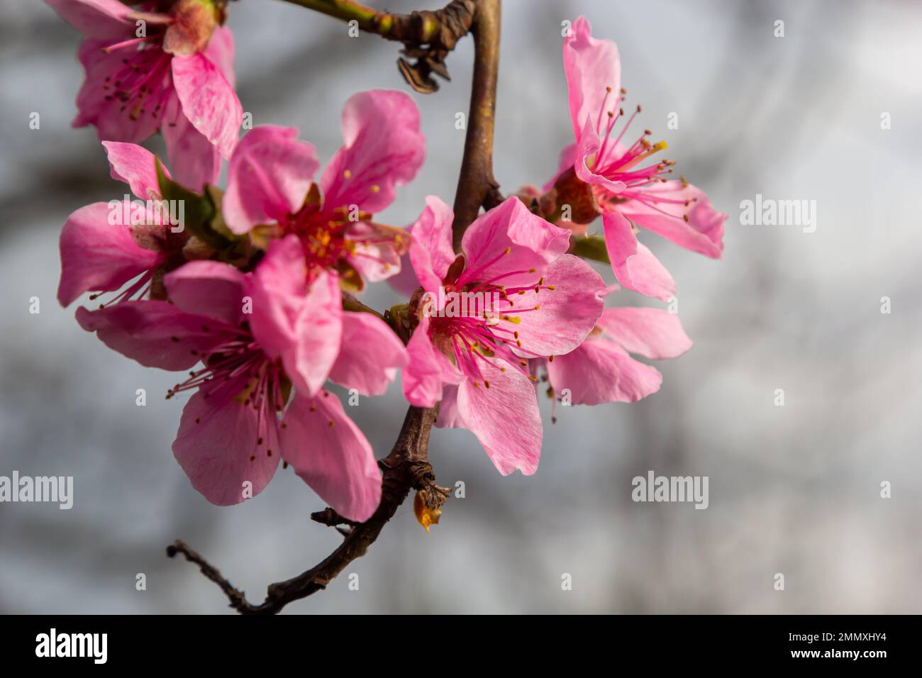 Peach branches densely covered with pink flowers - abundant flowering ...