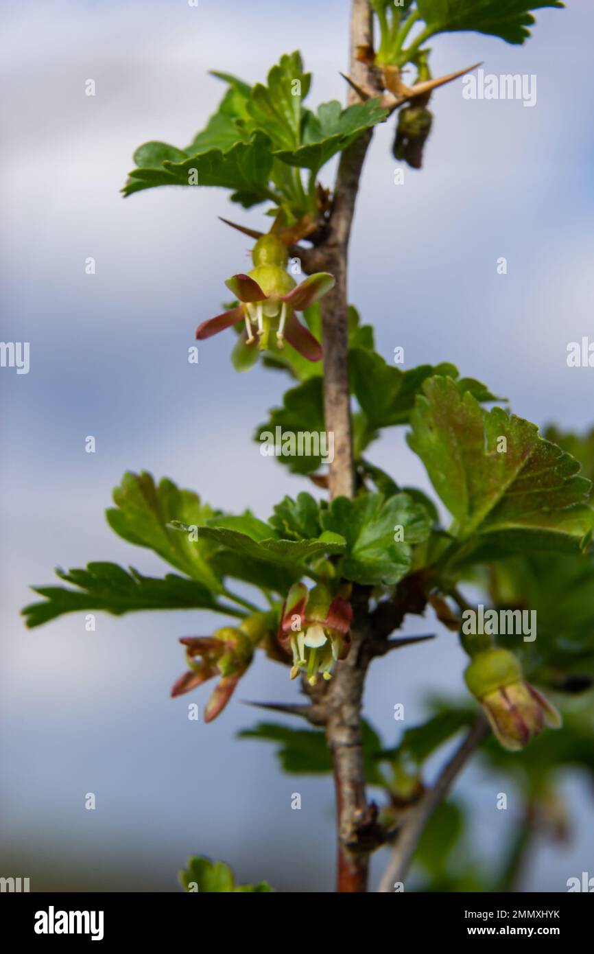 flowers gooseberry blooming on a branch of bush in garden closeup ...