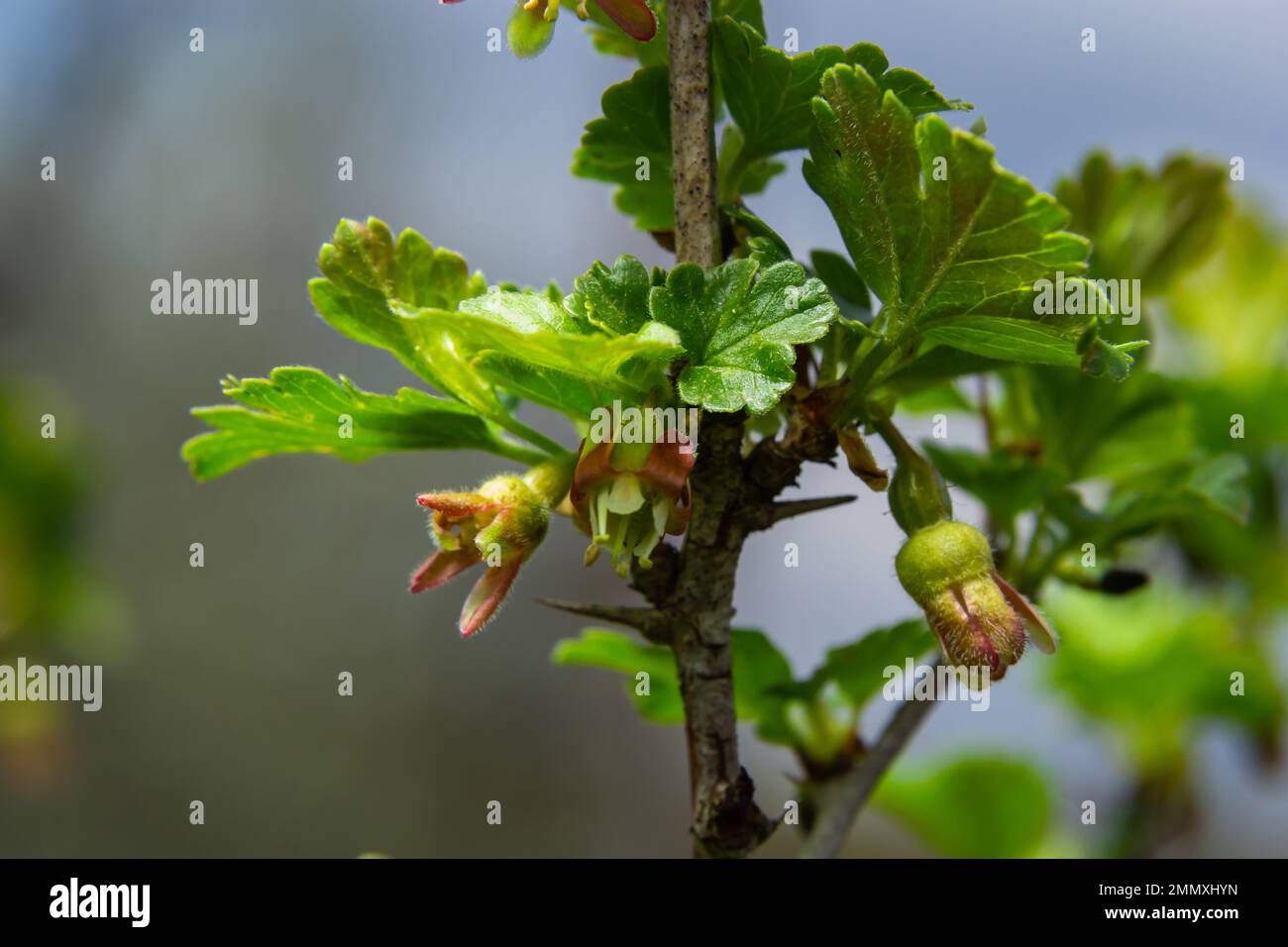 flowers gooseberry blooming on a branch of bush in garden closeup ...