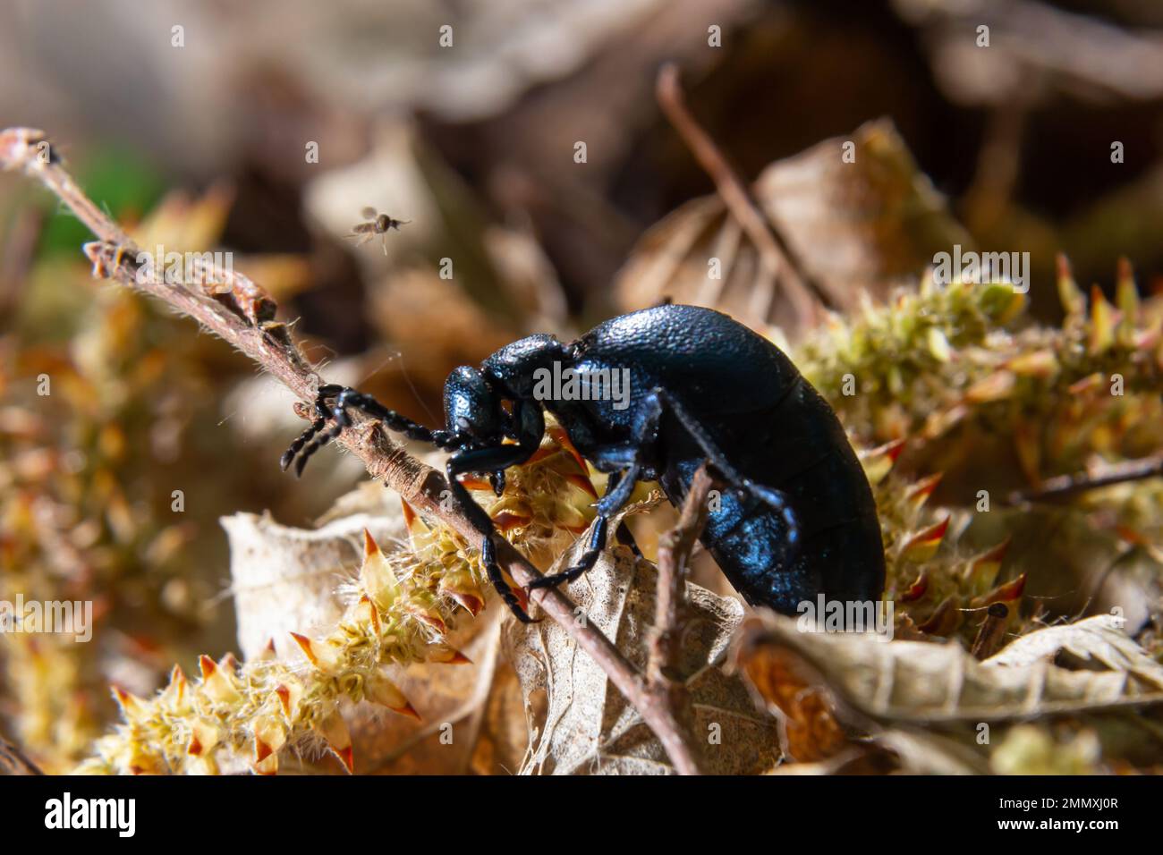 The violet oil beetle Meloe violaceus, is a species of oil beetle ...