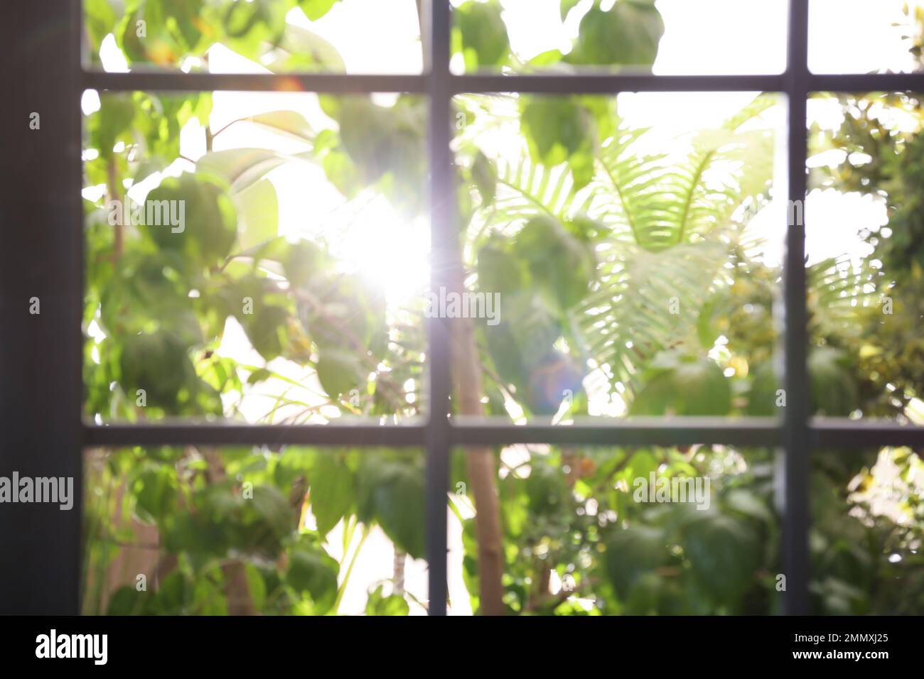 Blurred view through window on garden in morning Stock Photo - Alamy