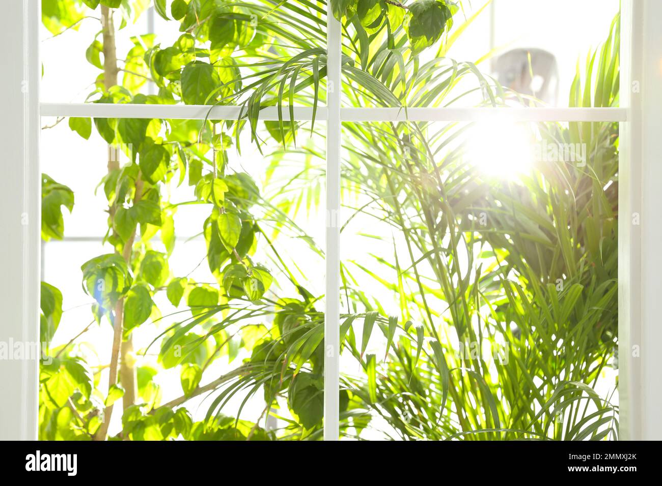 Beautiful view through window on garden in morning Stock Photo - Alamy