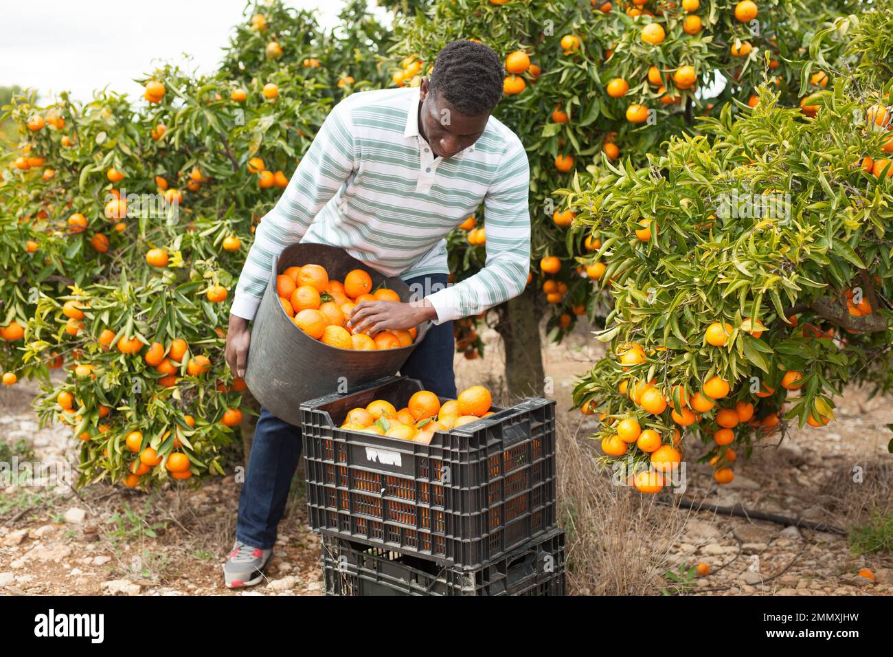 Portrait of African man on mandarins plantation Stock Photo - Alamy